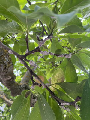 » Magnolia Scale: A Guide to Treating Infestations